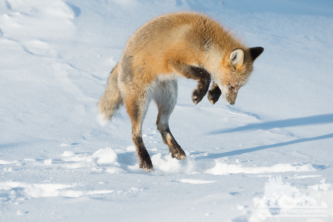 A Skulk of Friendly Foxes – WildKnife Photography